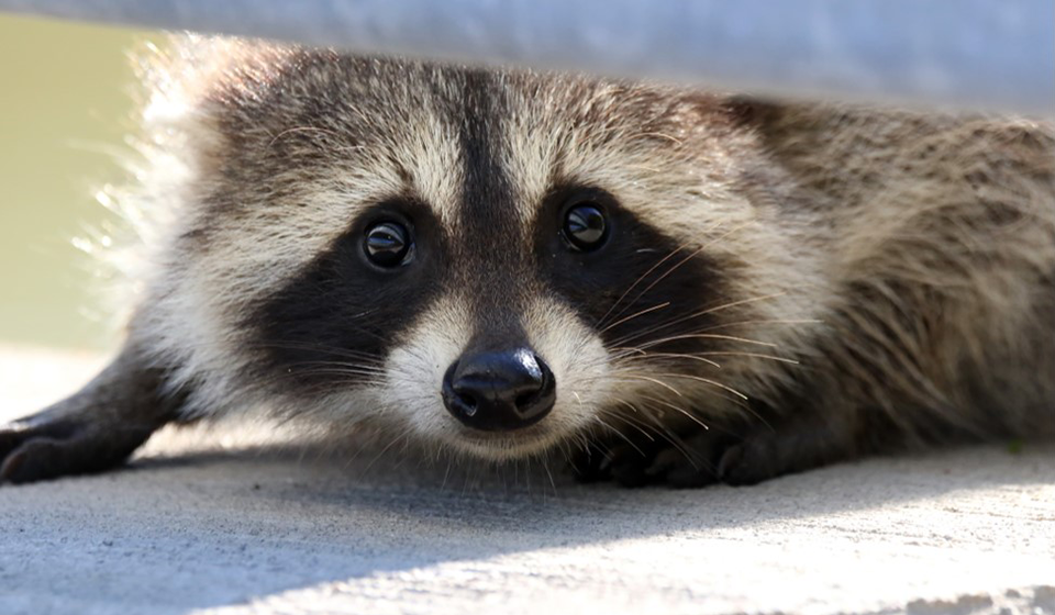 Rabies in wildlife | ontario.ca