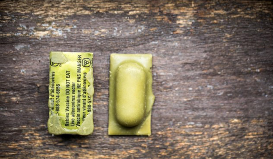 Wildlife rabies outbreaks and control operations | ontario.ca