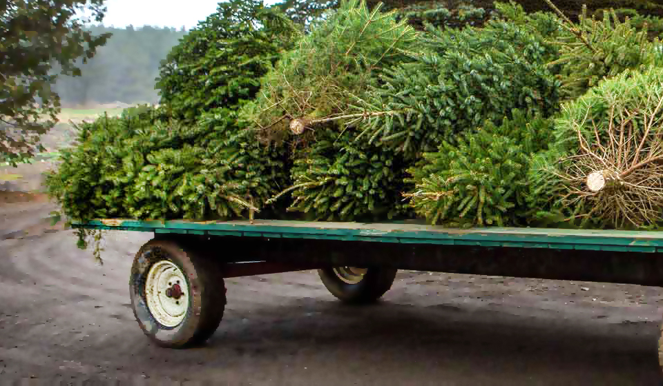 Choose an Ontario Christmas tree | ontario.ca