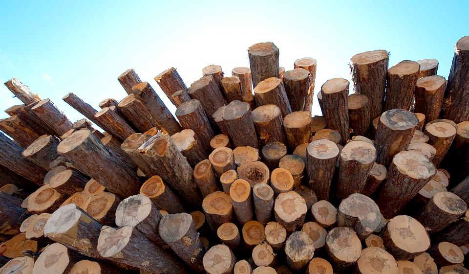 Ontario’s forest sector strategy | ontario.ca