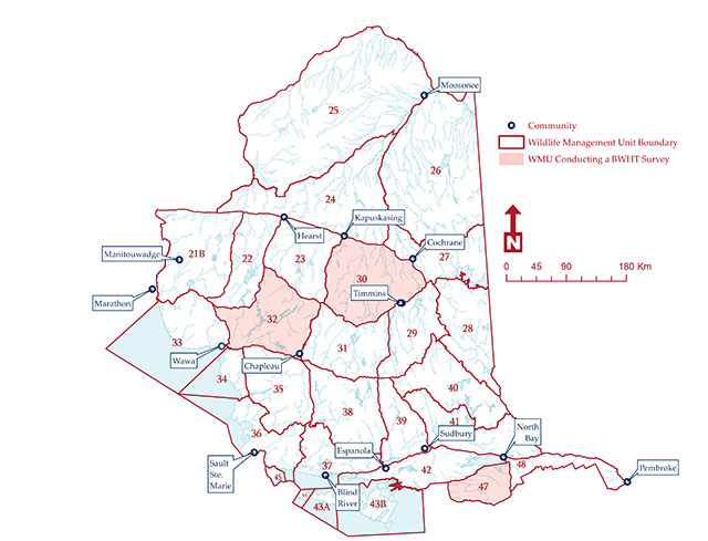 Black bear in Ontario | ontario.ca