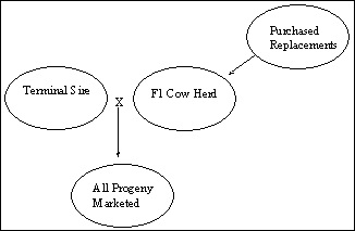 Cross Breeding Diagram