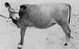 Genetic abnormalities in beef cattle - Beef Web