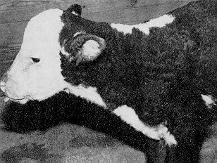 Genetic abnormalities in beef cattle - Beef Web