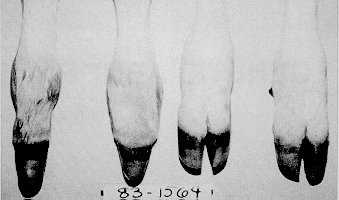 Genetic abnormalities in beef cattle - Beef Web