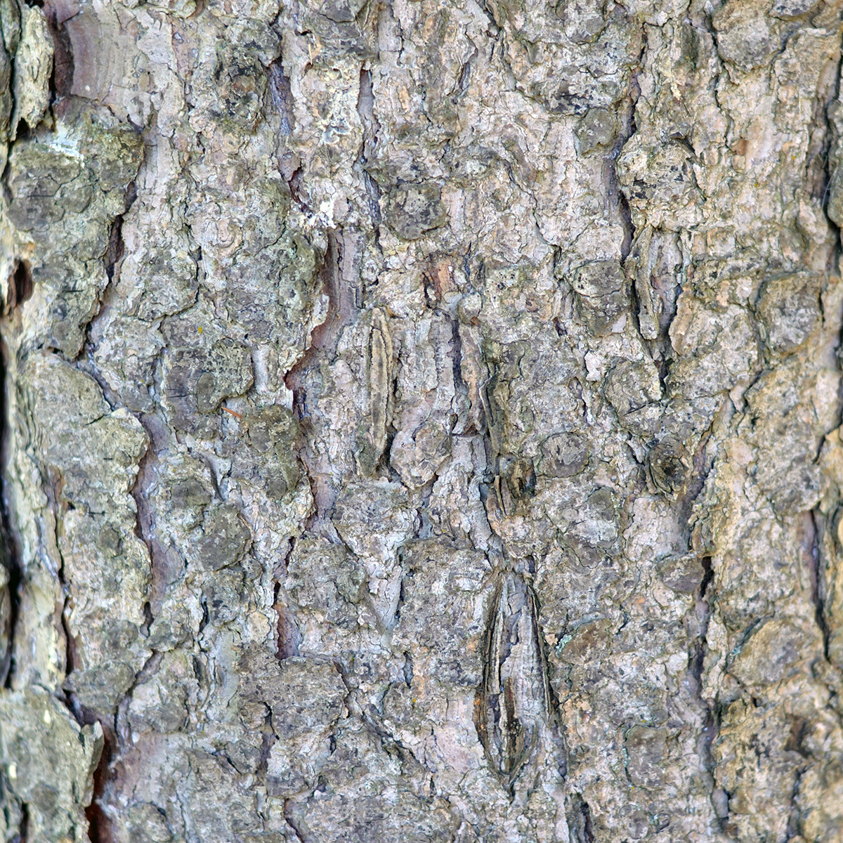 White spruce | ontario.ca