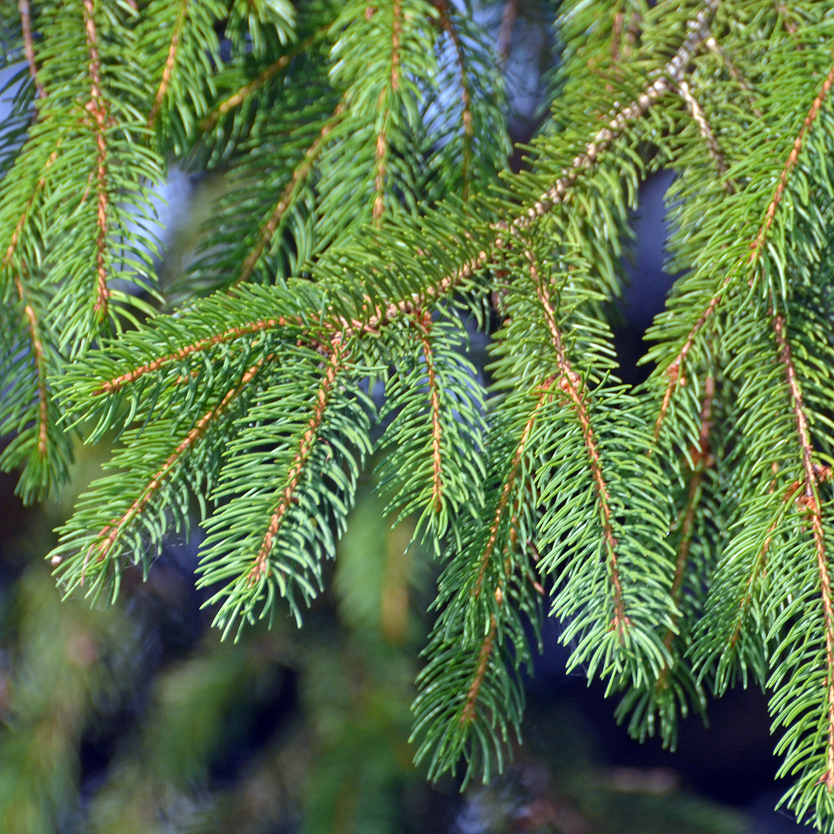 White Spruce Needles Black Spruce The Arboretum White Spruce Needles Black Spruce The Arboretum