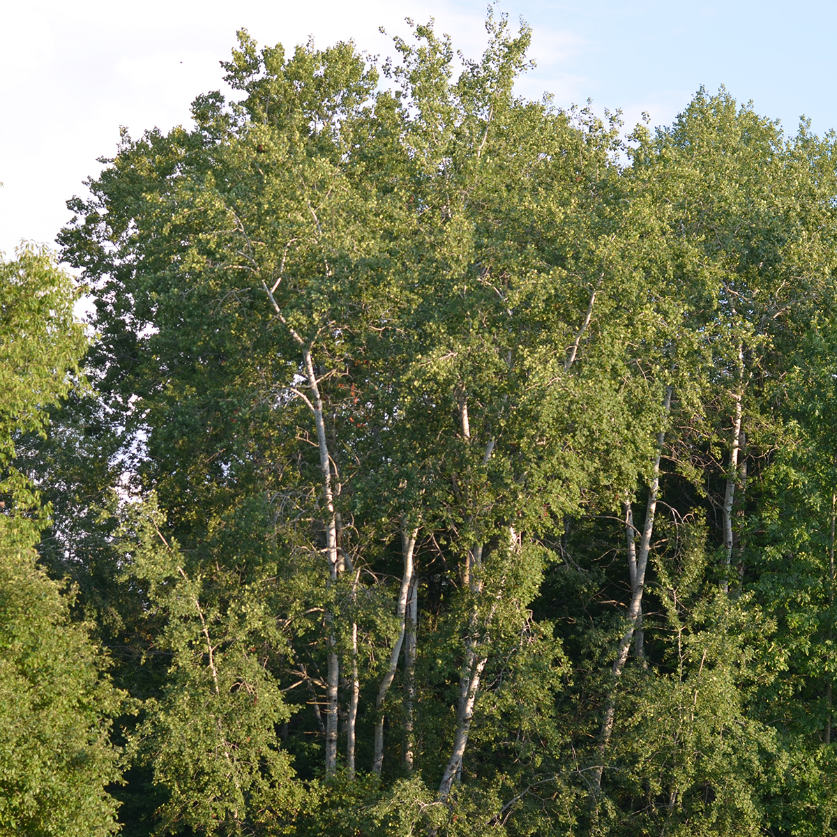 Budburst Trembling Aspen 40 OFF Www aribacelcom Budburst Trembling Aspen 40 OFF Www aribacelcom