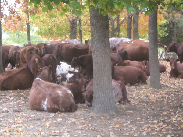 Trees on farms | ontario.ca