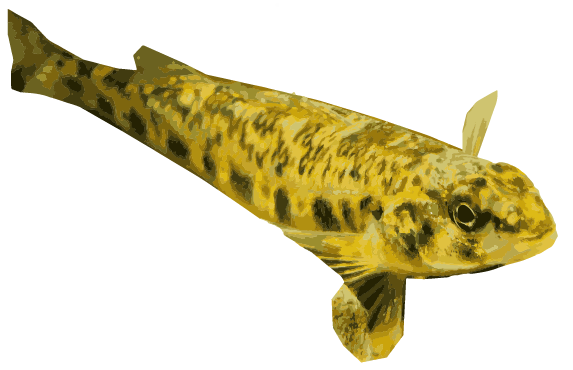 Channel Darter | 2022 review of progress towards the protection and ...