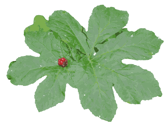 Hydraste du Canada | 2022 review of progress towards the protection and ...