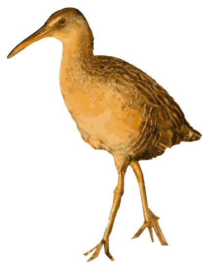 King Rail and Least Bittern | 2022 review of progress towards the ...