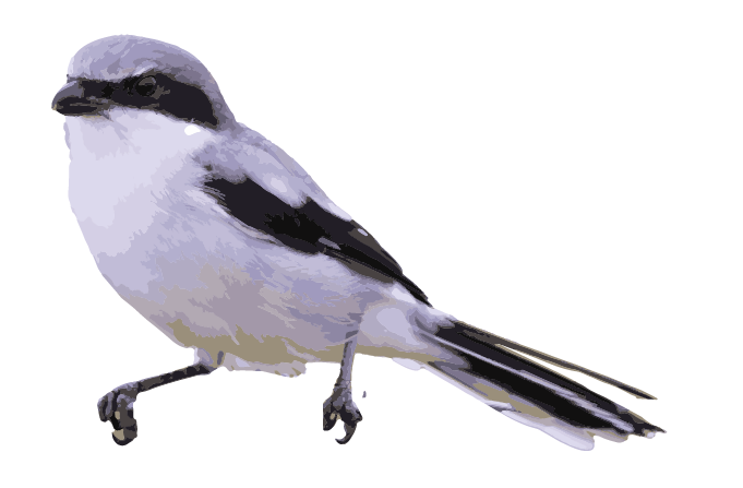 Loggerhead Shrike | 2022 review of progress towards the protection and ...