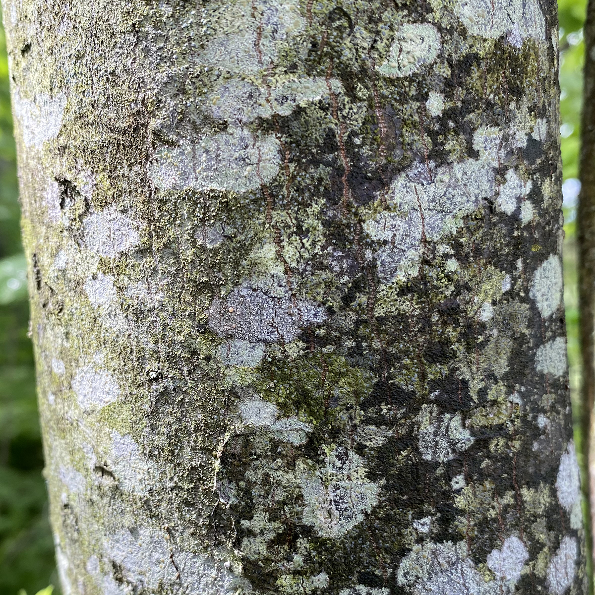 Serviceberries | ontario.ca