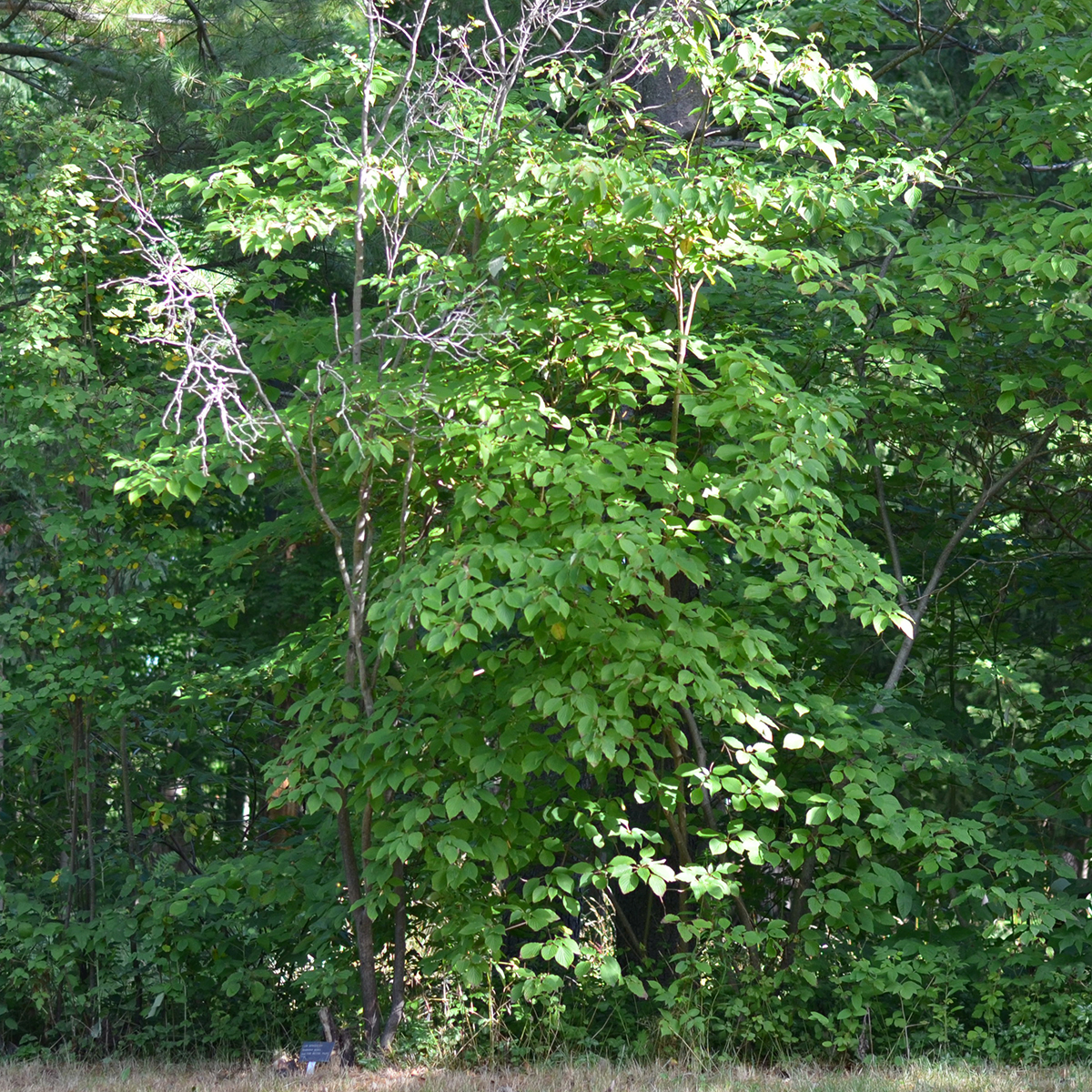 Serviceberries | ontario.ca