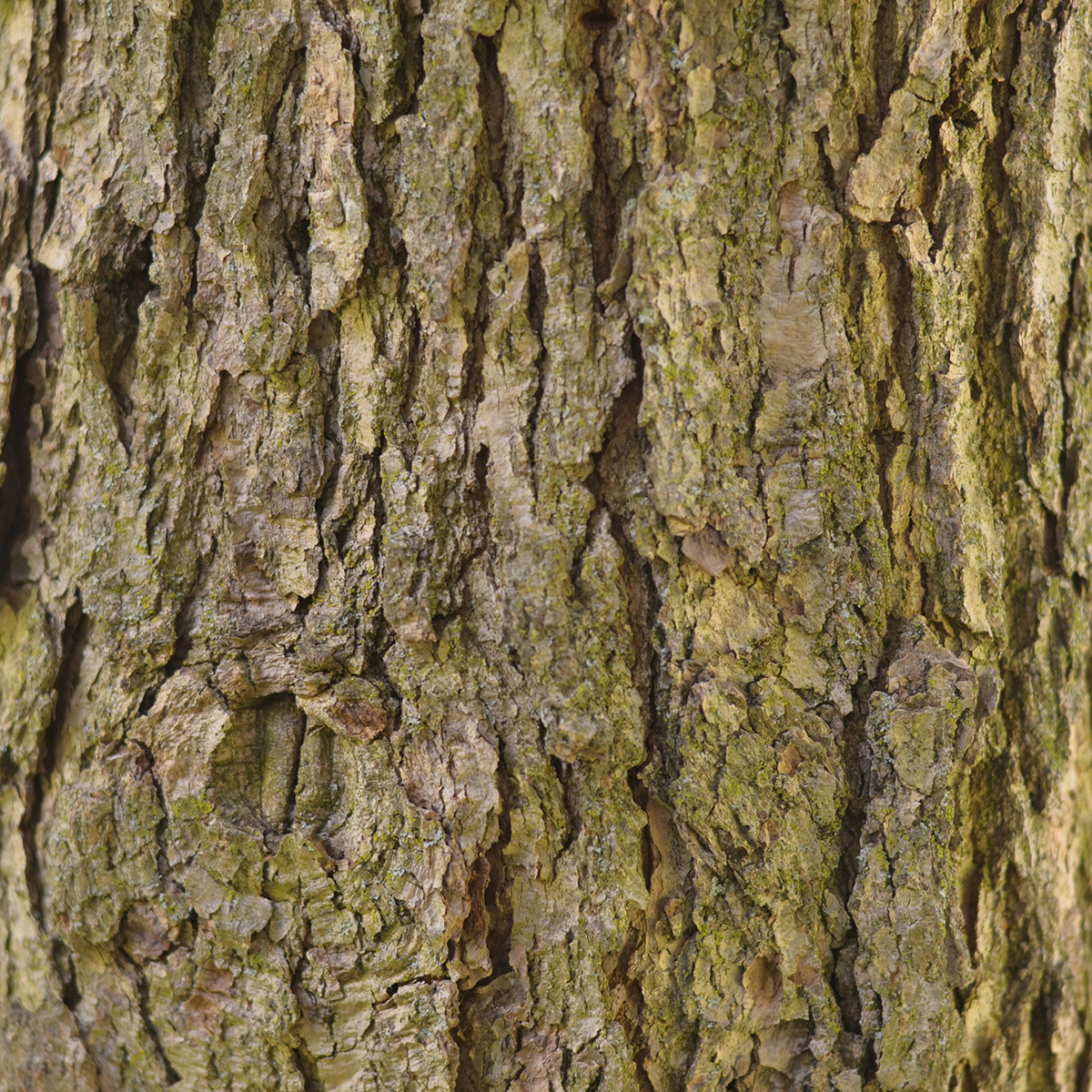 Quercus Muehlenbergii Bark