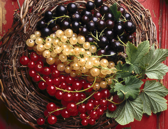 Groseille à grappes rouge et noire | Ontario terre nourricière